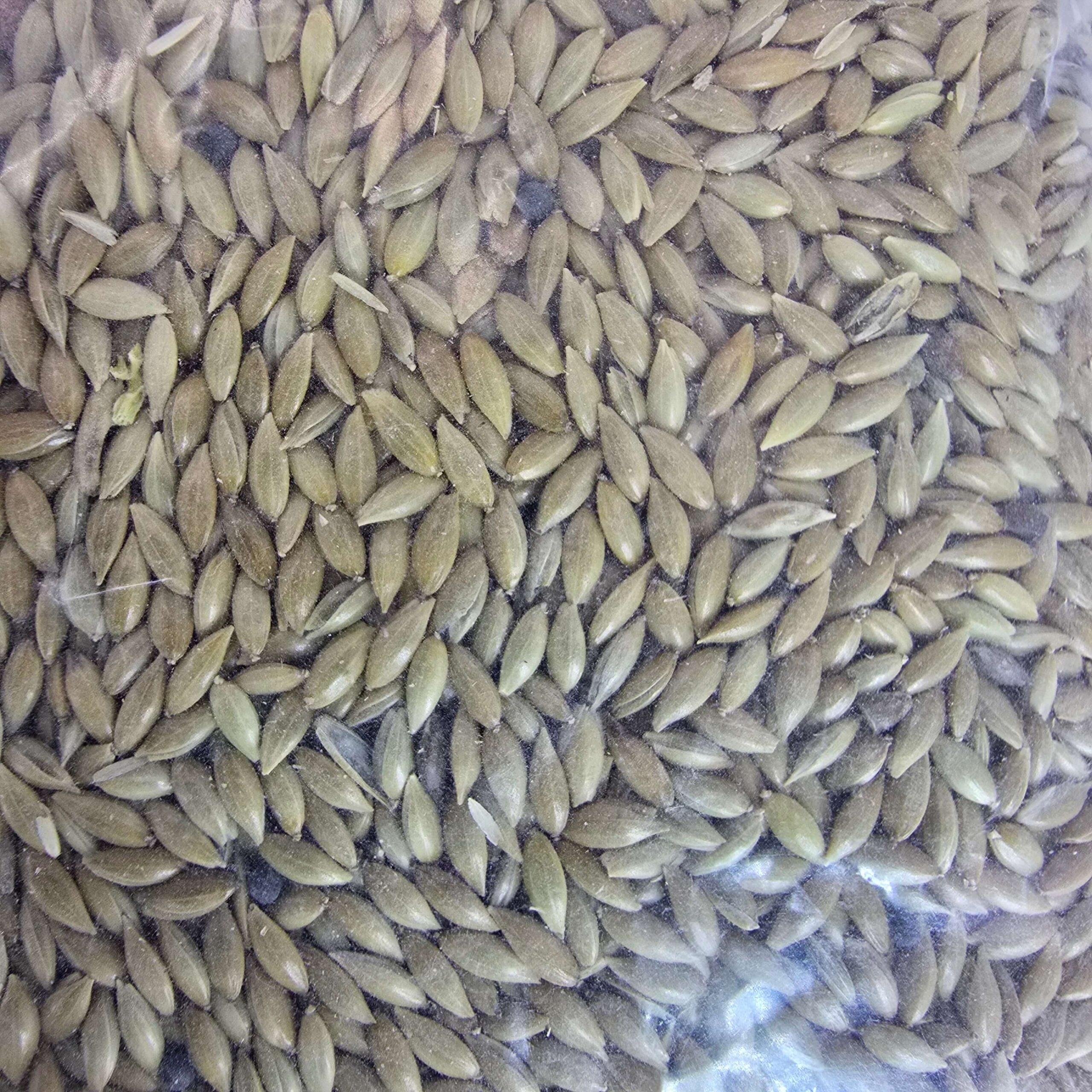 Daro Plain Canary Seed 1kg - Nutrient-Rich Bird Food