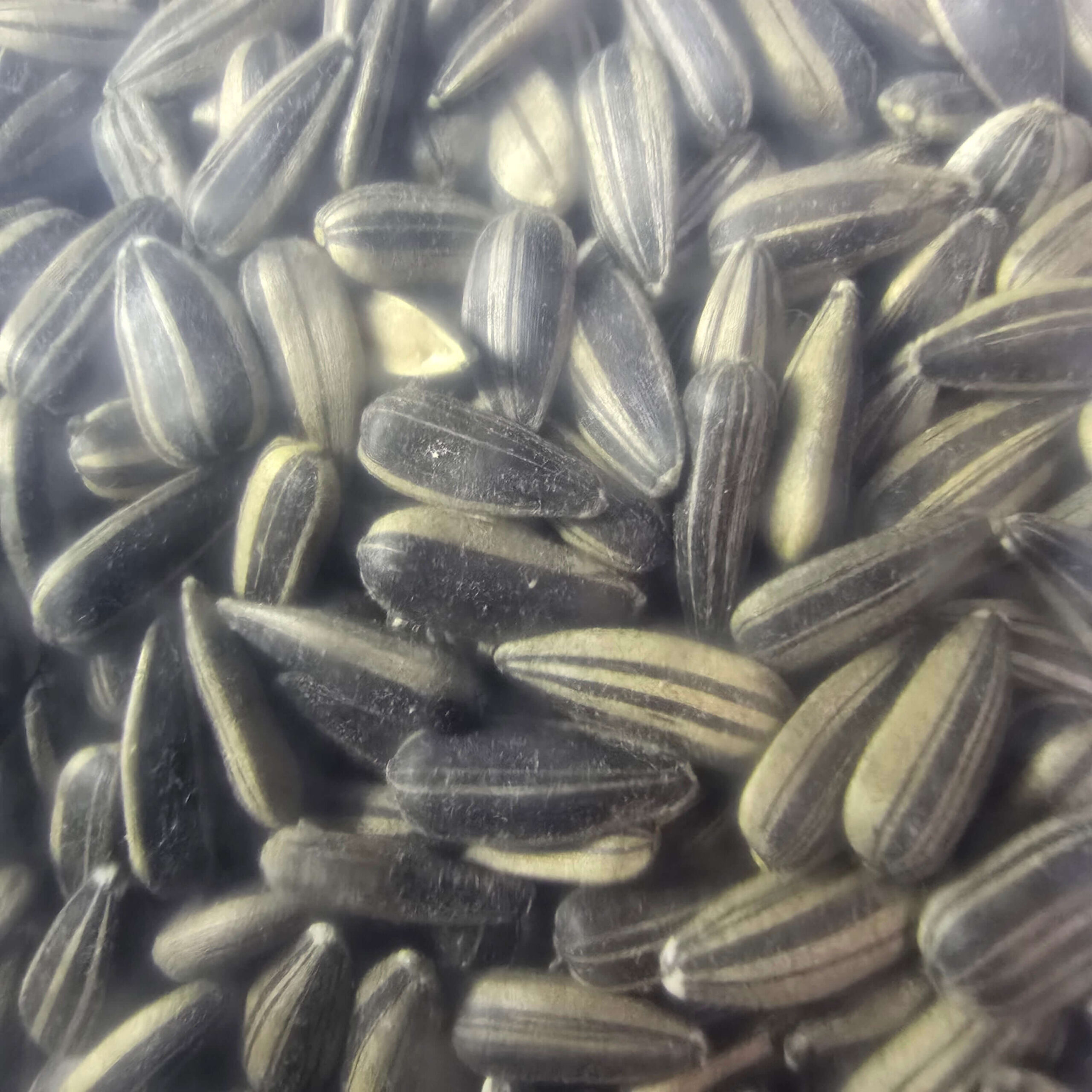 Daro Striped Sunflower Seed - Premium Bird Food Mix