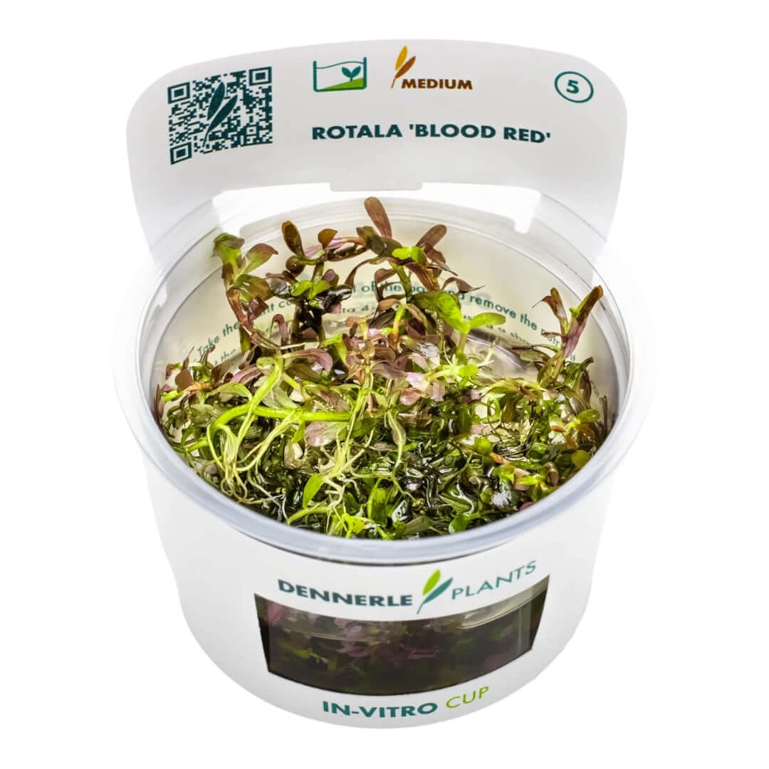Rotala Rotundifolia Blood Red: Vibrant Aquarium Plant
